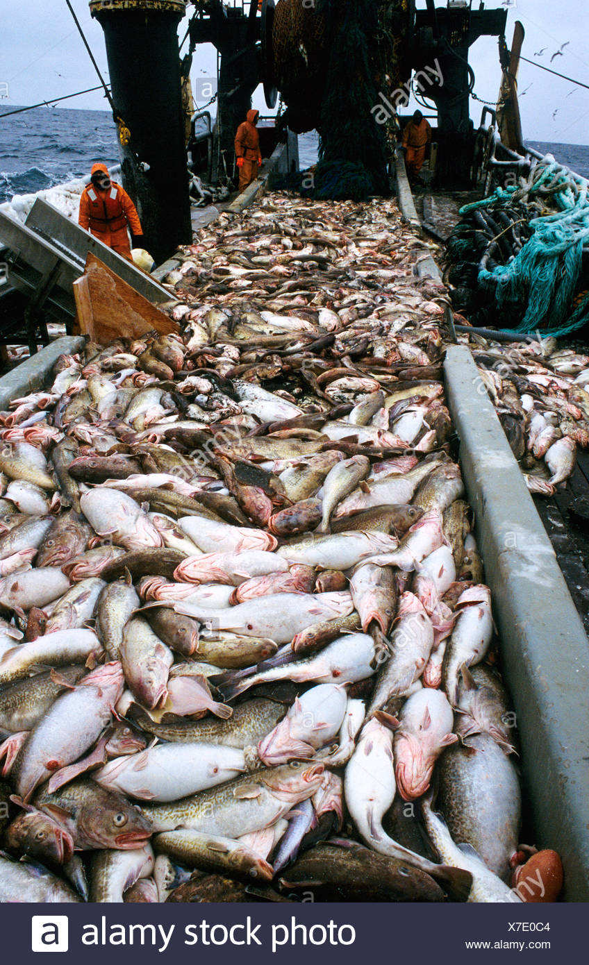 Commercial Fishing Fish Deck Stock Photos & Commercial Fishing Fish ...