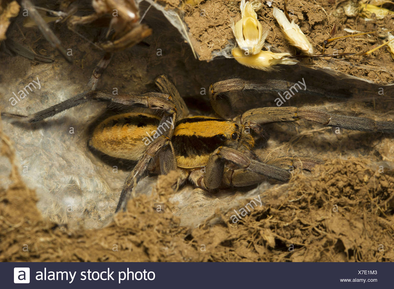 Tarantula Wolf Spiders High Resolution Stock Photography and Images - Alamy