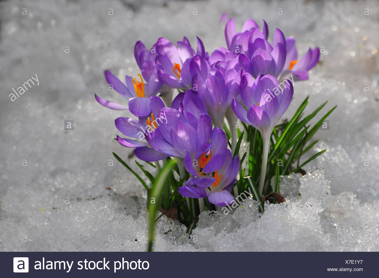 Crocus Snow High Resolution Stock Photography and Images - Alamy