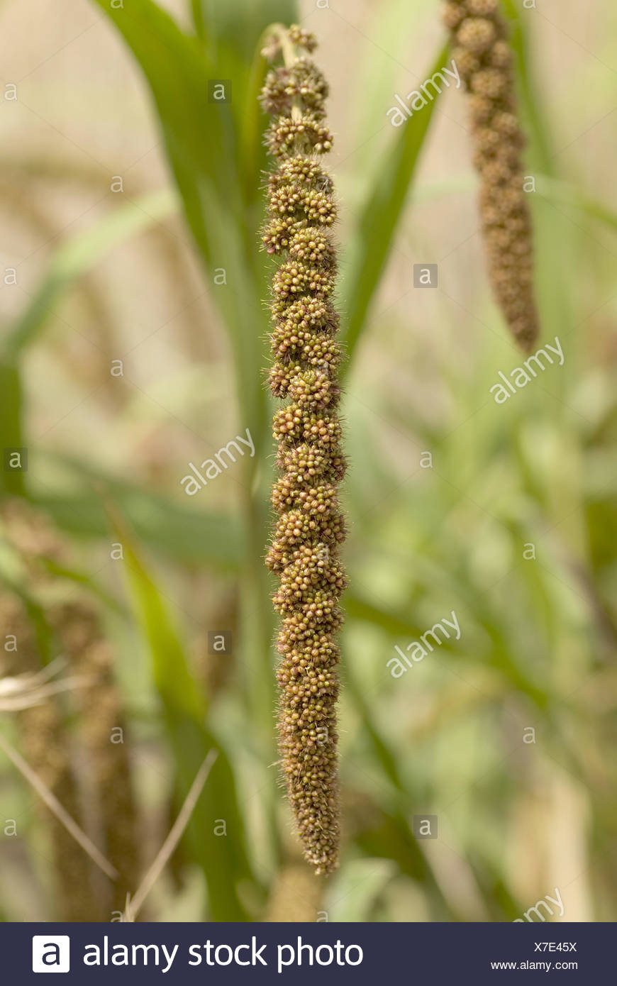 Foxtail Millet High Resolution Stock Photography and Images - Alamy