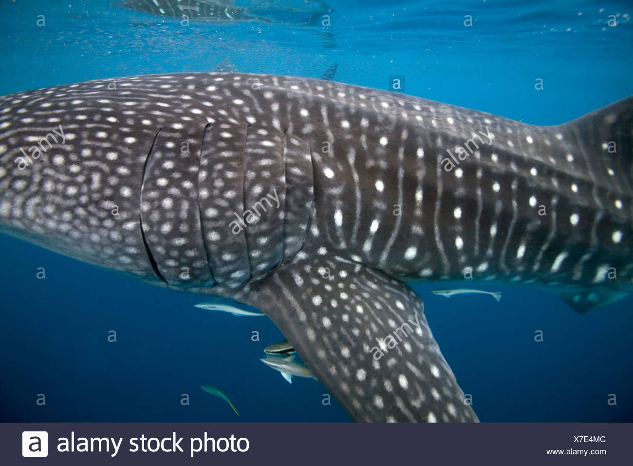 Gill Slits Stock Photos & Gill Slits Stock Images - Alamy