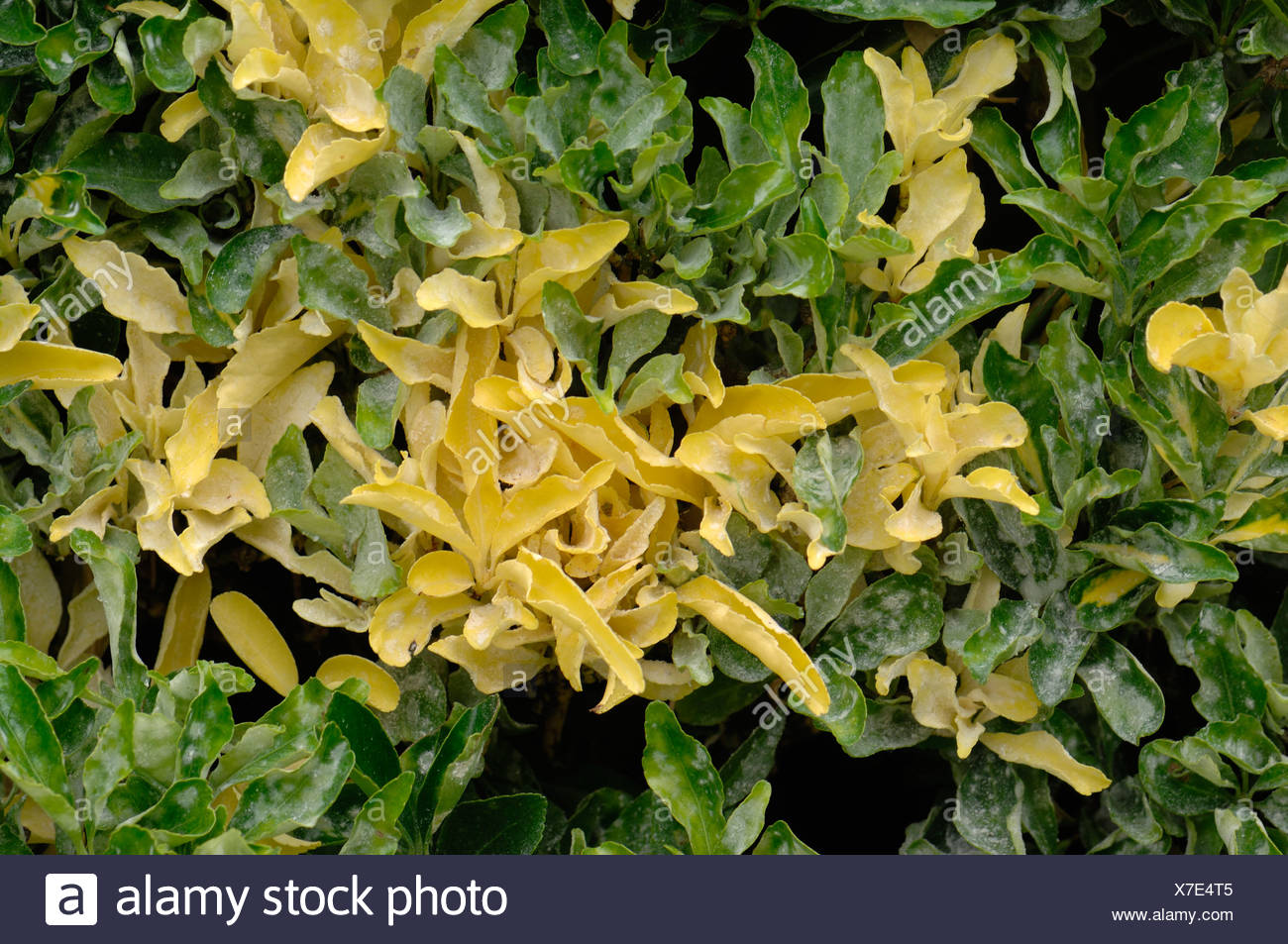 Euonymus Fortunei Leaves High Resolution Stock Photography and Images ...