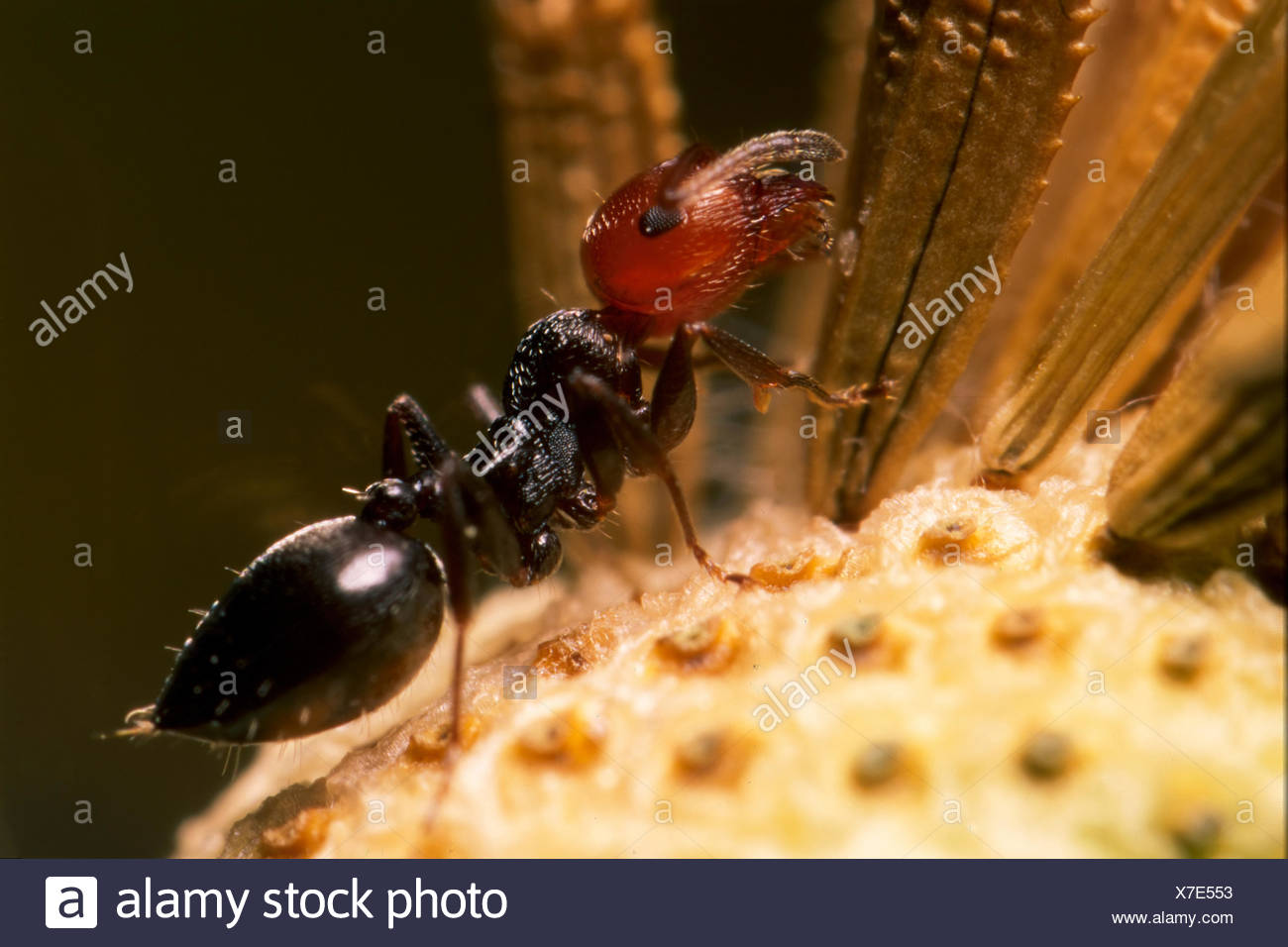 Crematogaster Scutellaris High Resolution Stock Photography and Images ...