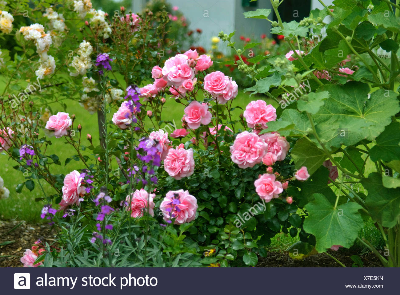 Bonica Shrub Rose High Resolution Stock Photography and Images - Alamy