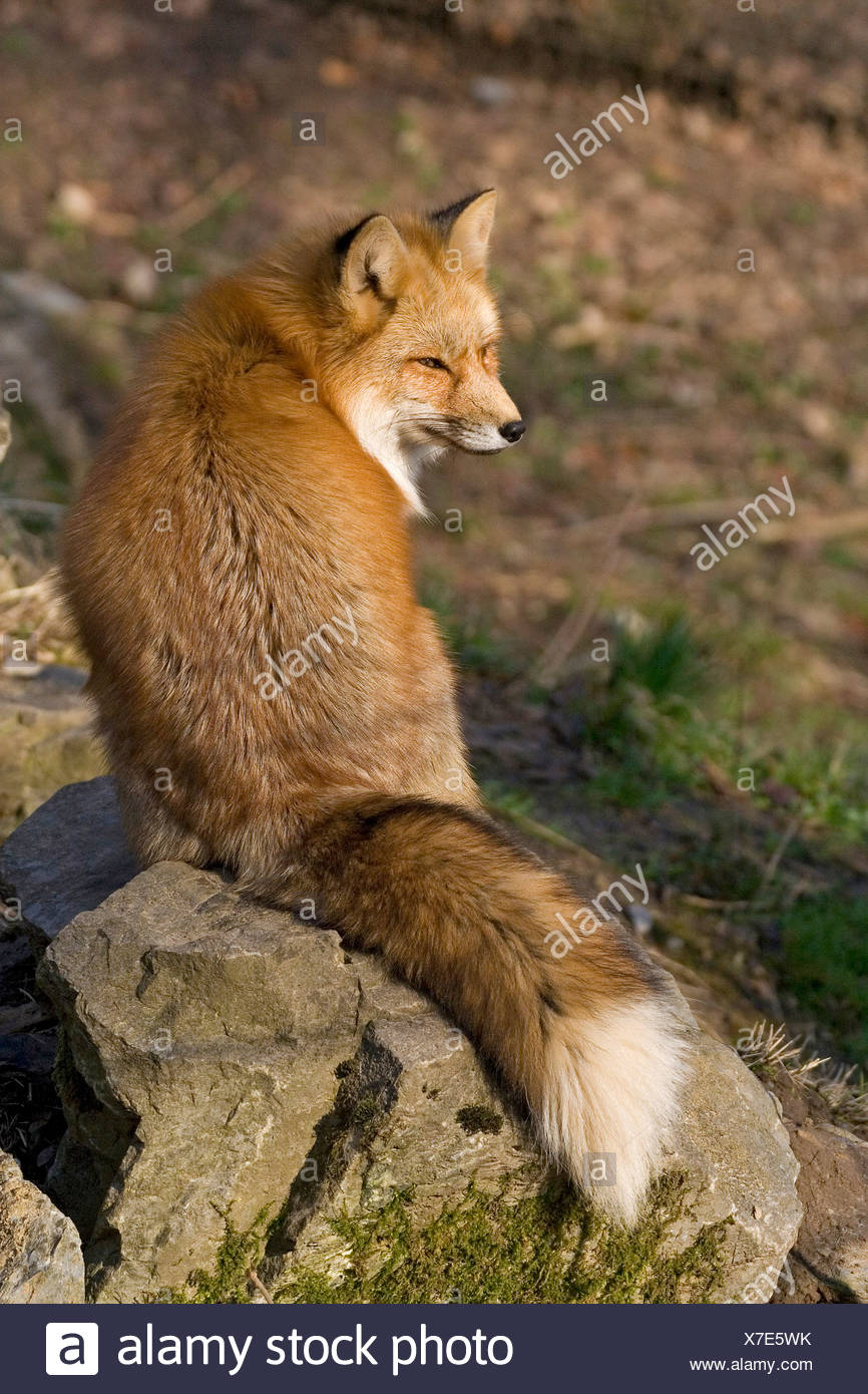 Rear View Of Foxes High Resolution Stock Photography and Images - Alamy