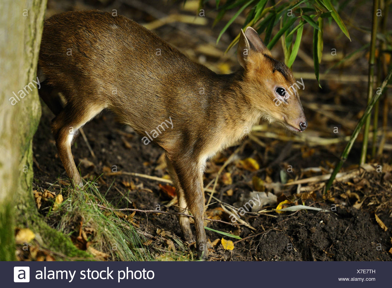 Muntiacus Muntjac Reevesi High Resolution Stock Photography and Images ...