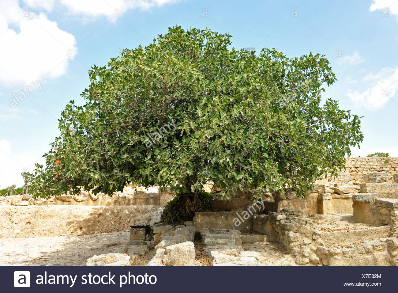 Fig Tree High Resolution Stock Photography and Images - Alamy