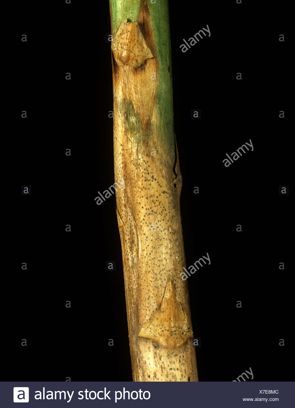 Phomopsis High Resolution Stock Photography and Images - Alamy