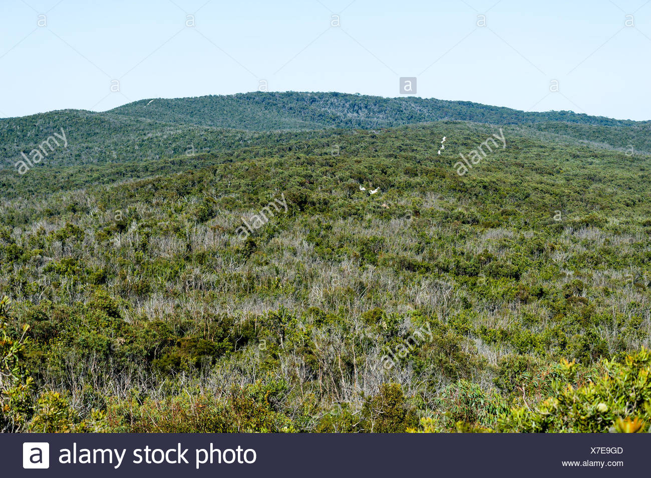 Wallum Stock Photos & Wallum Stock Images - Alamy