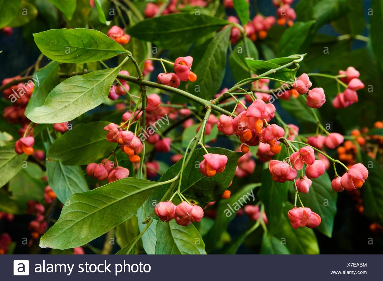 Euonymus Berries Stock Photos & Euonymus Berries Stock Images - Alamy