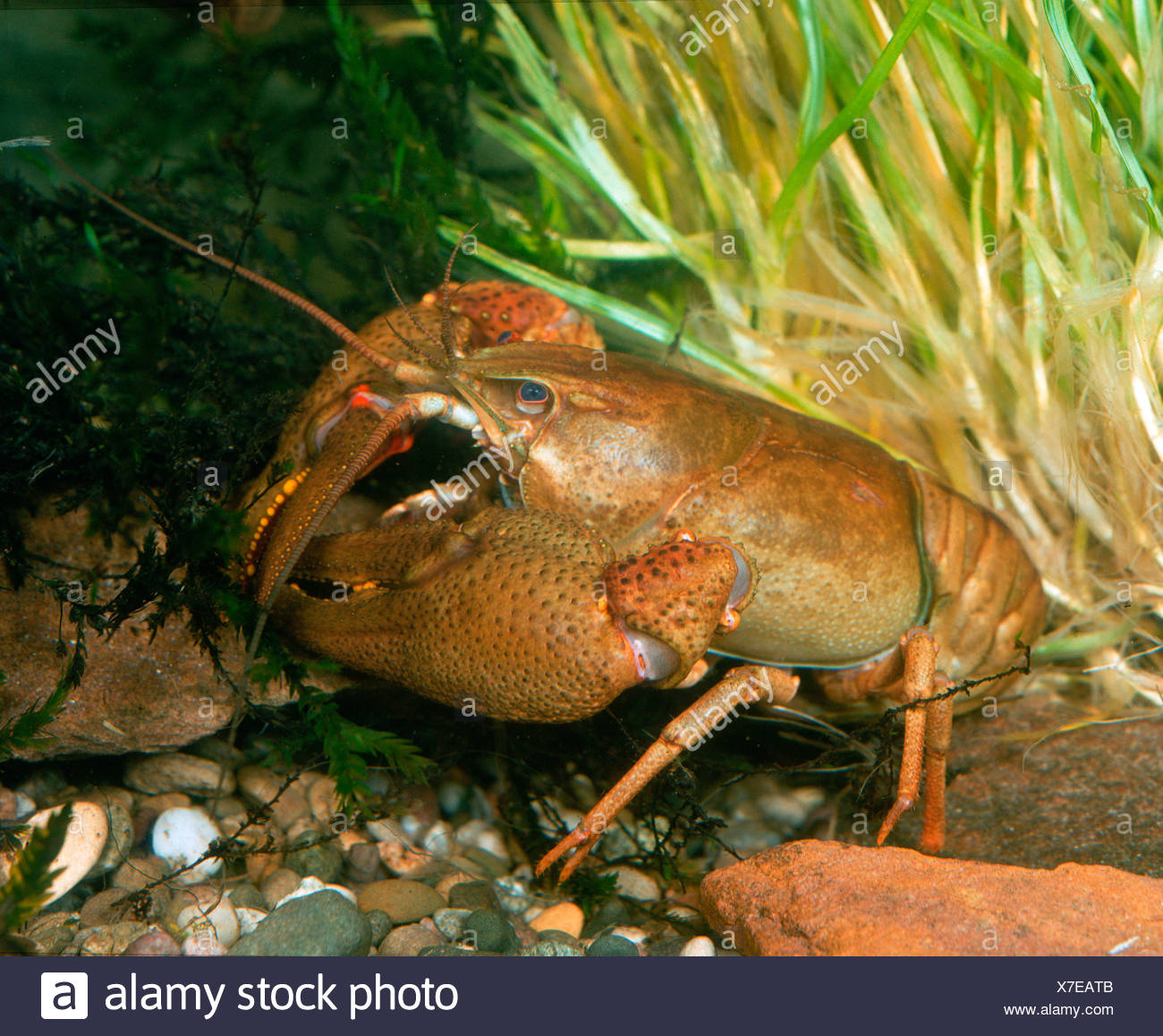 Astacus Fluviatilis Stock Photos & Astacus Fluviatilis Stock Images - Alamy