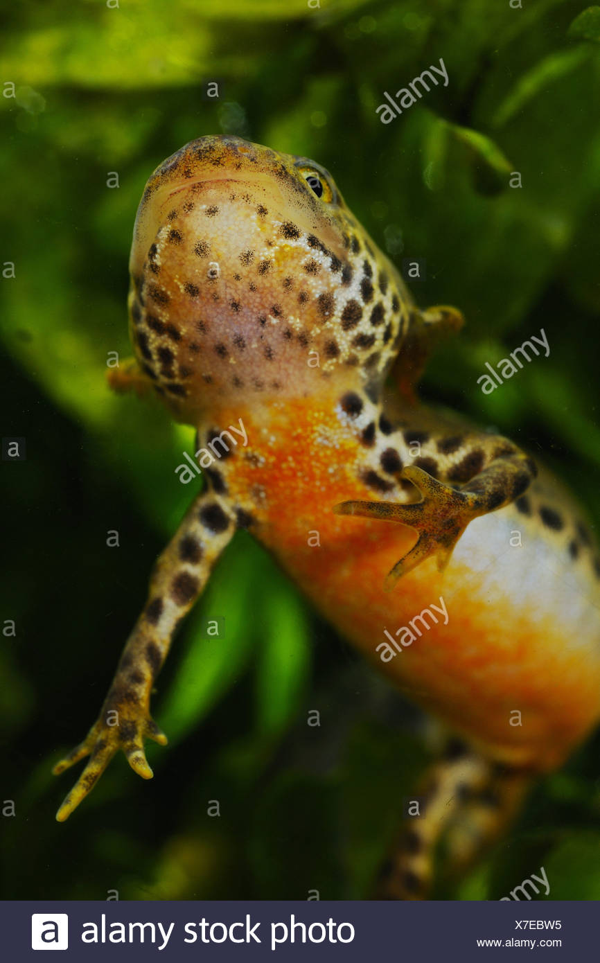 Neotenic High Resolution Stock Photography and Images - Alamy