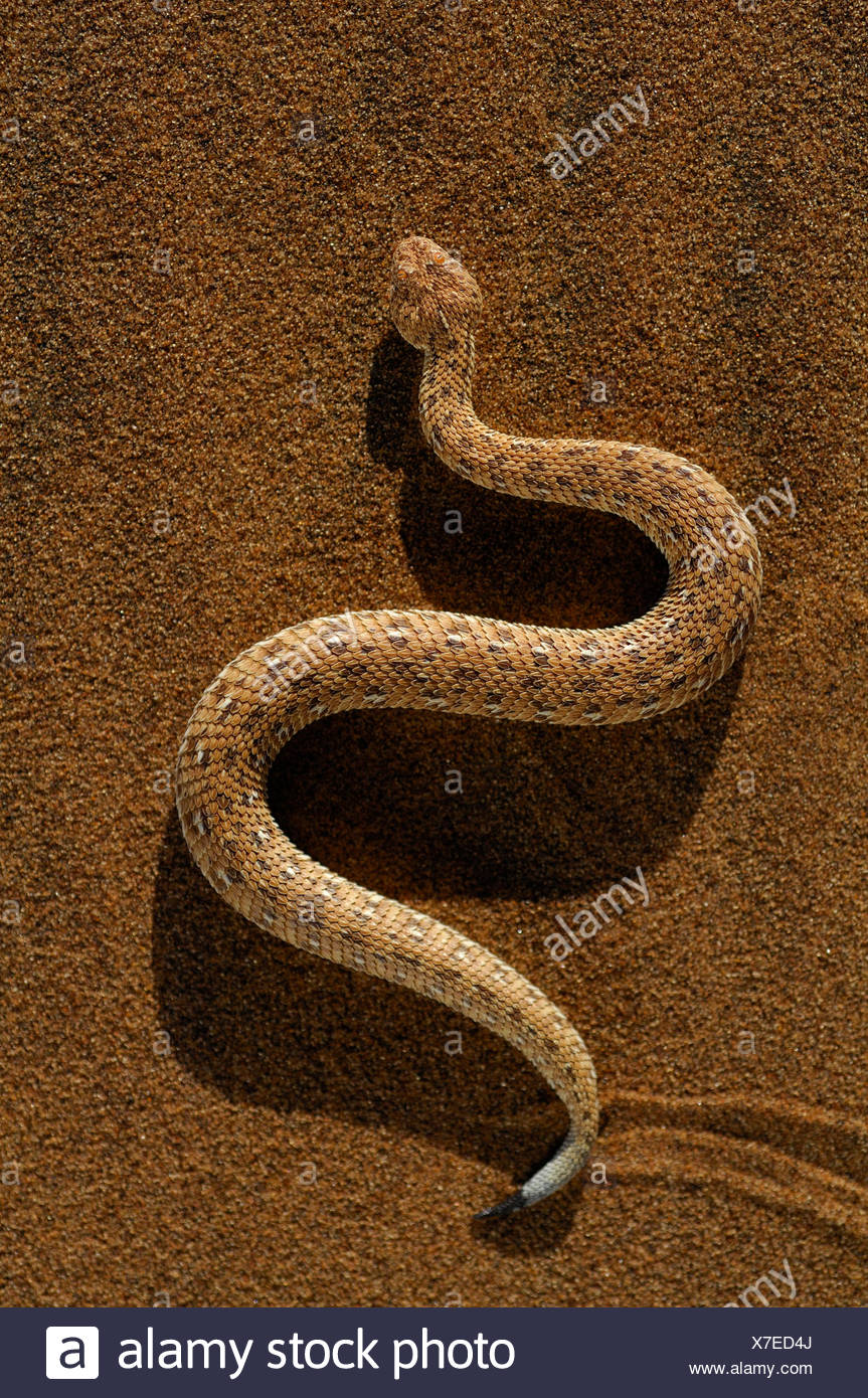 Namib Dwarf Sand Adder High Resolution Stock Photography and Images - Alamy