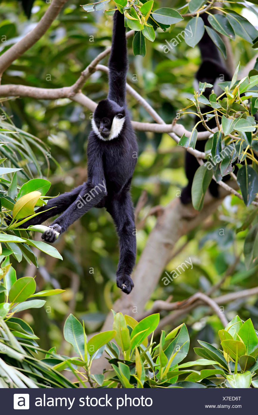 Black Crested Gibbon High Resolution Stock Photography and Images - Alamy