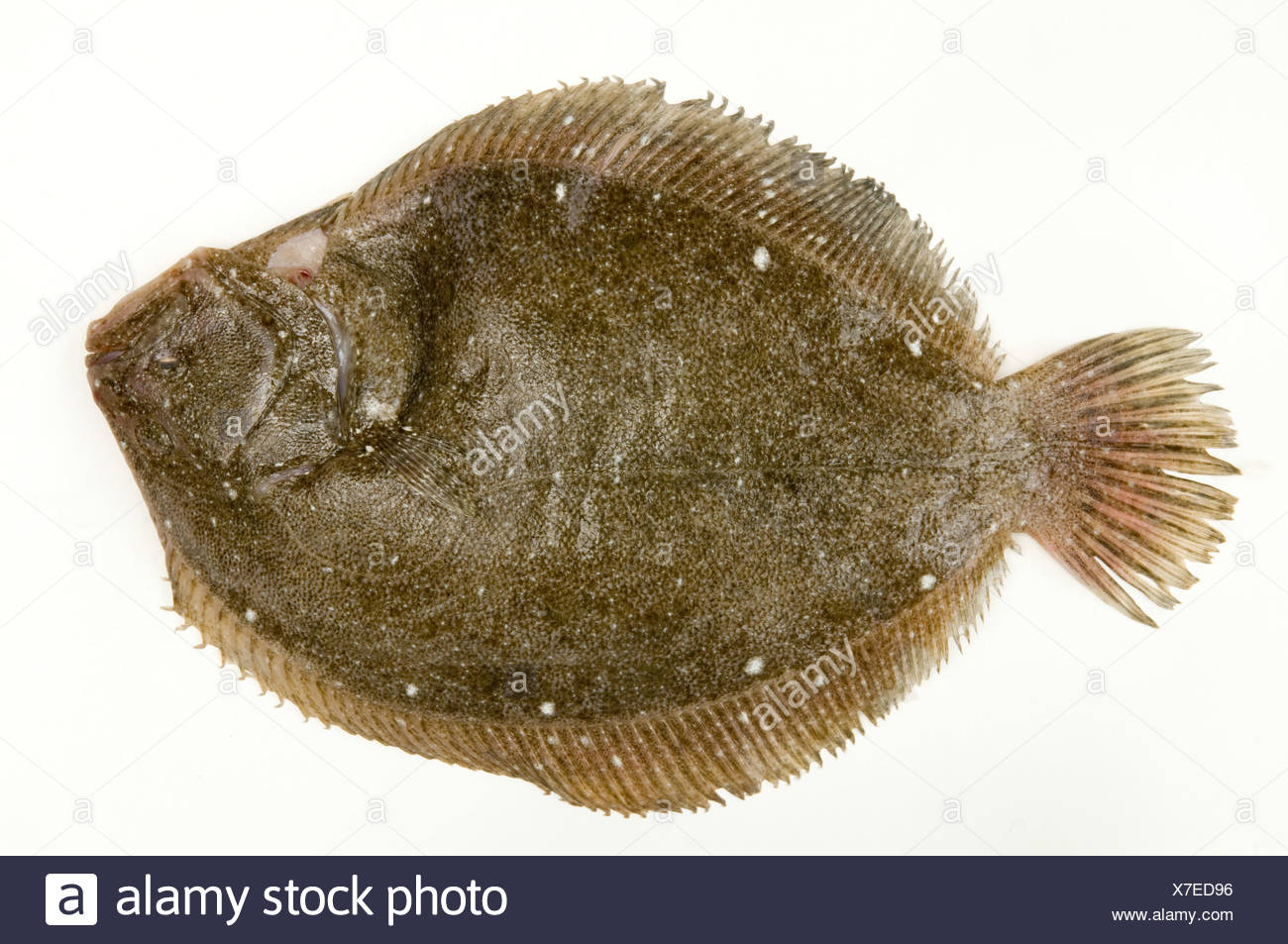 Brill Fish Stock Photos & Brill Fish Stock Images - Alamy