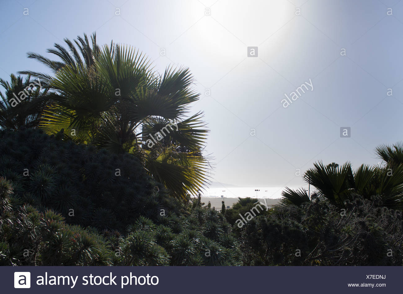 Palm Trees In The Distance High Resolution Stock Photography and Images ...