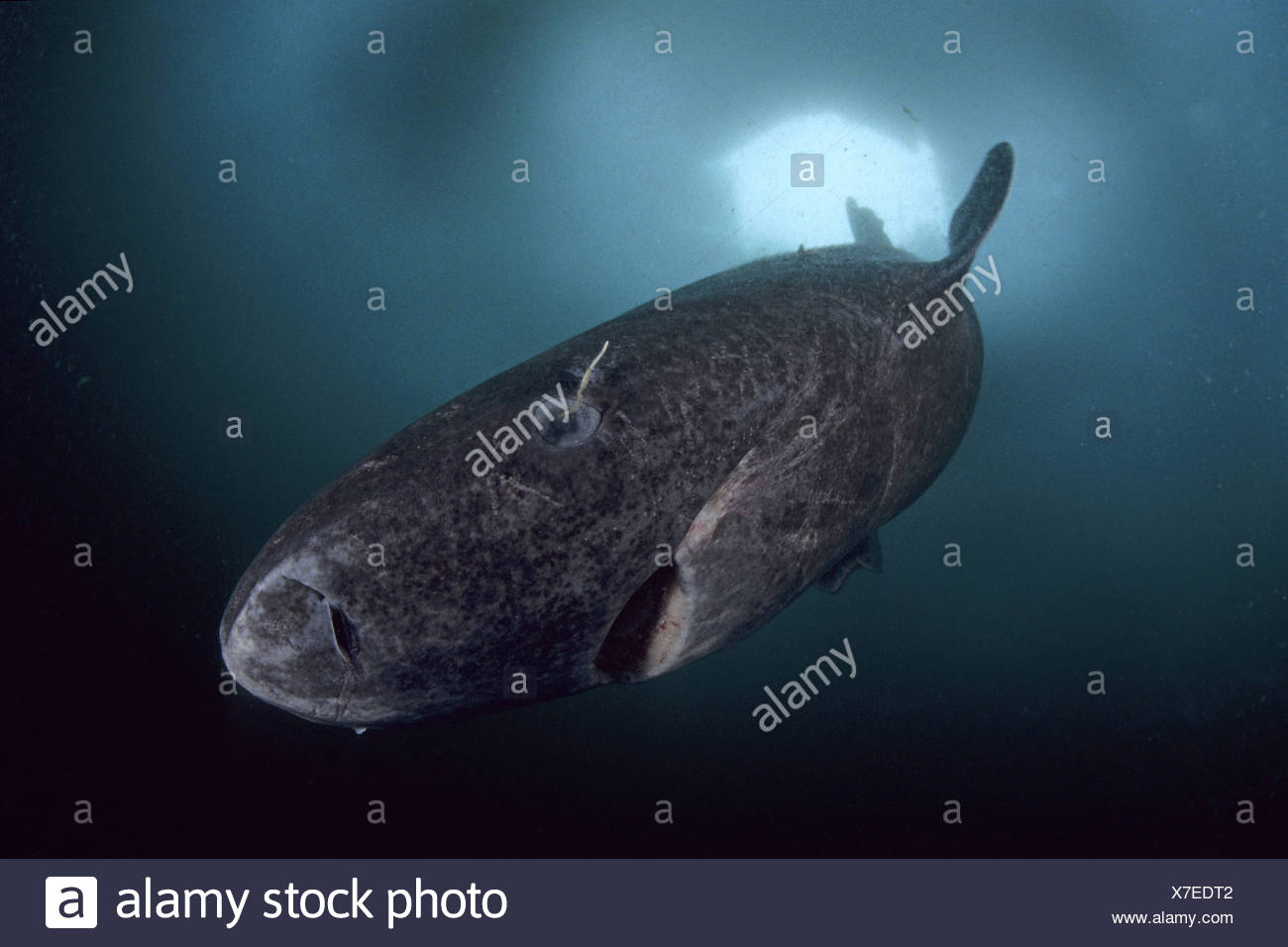 Greenland Shark High Resolution Stock Photography and Images - Alamy