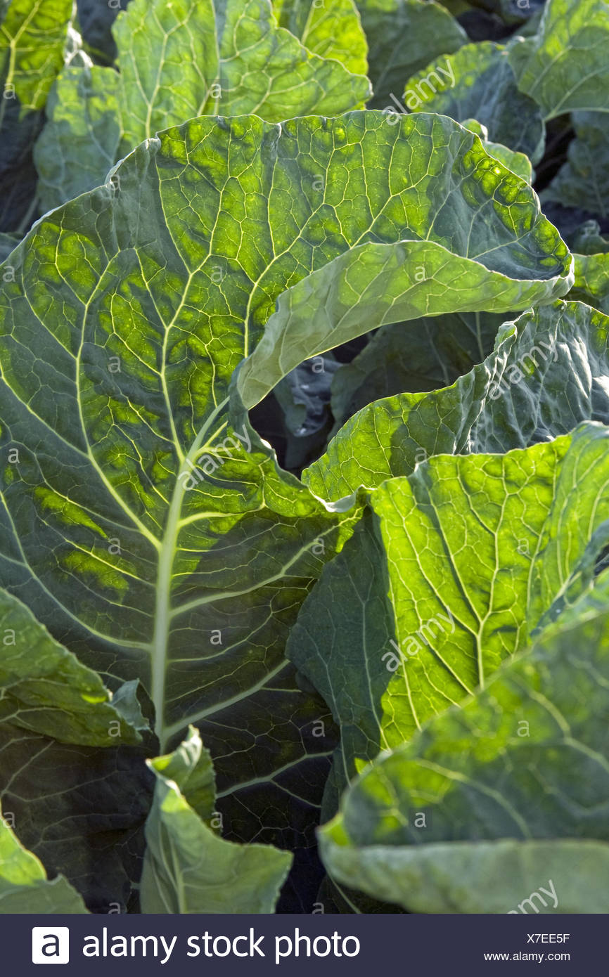 Wild Cabbage Brassica Oleracea High Resolution Stock Photography and ...