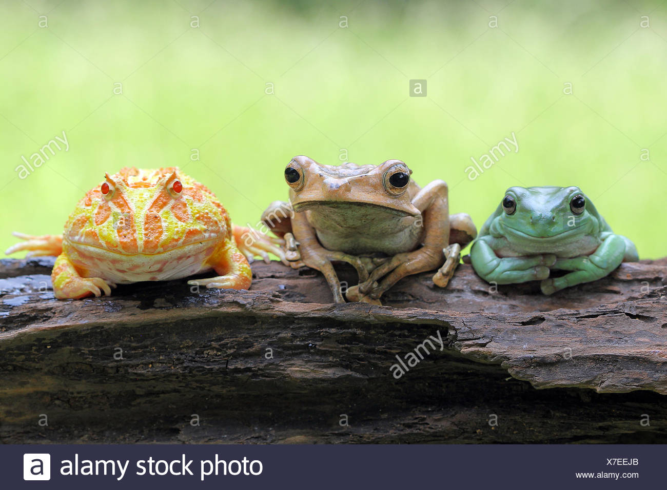 Dumpy Frog Sitting On A Log High Resolution Stock Photography and ...
