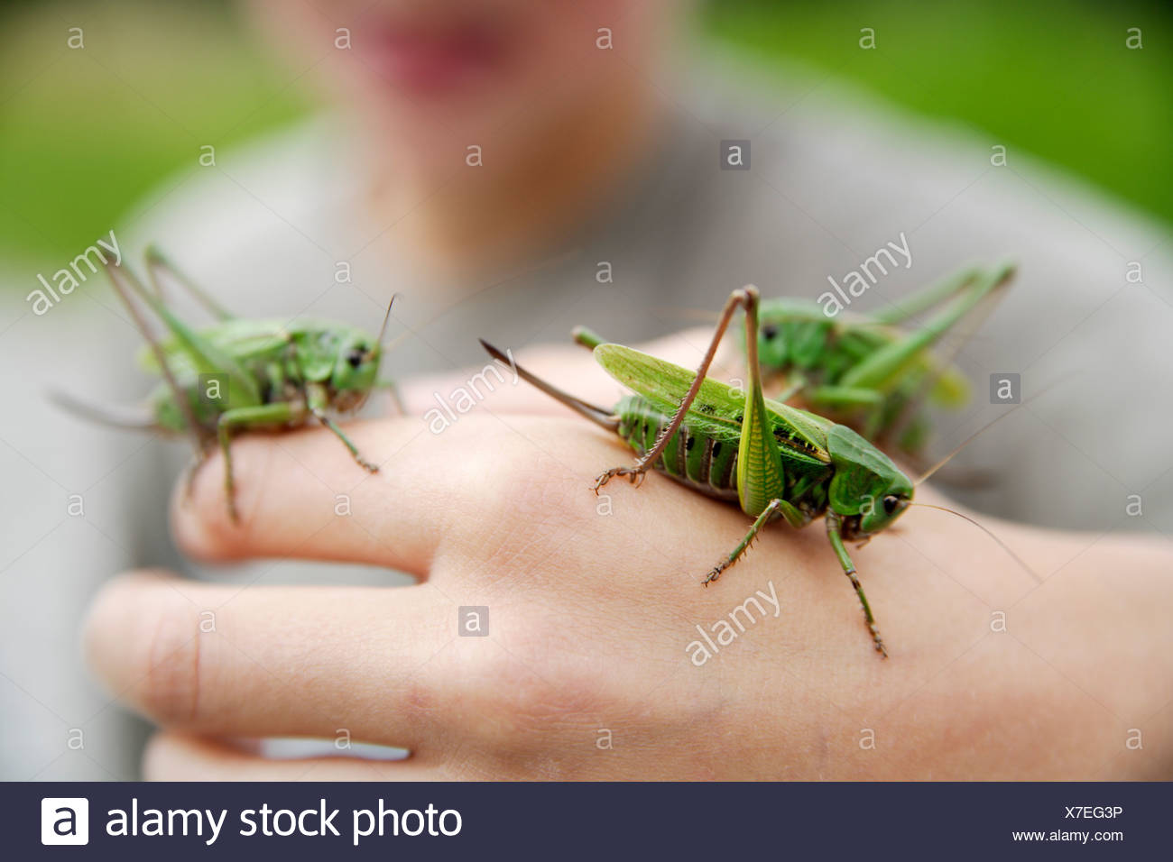 Long Horned Grasshopper High Resolution Stock Photography and Images ...