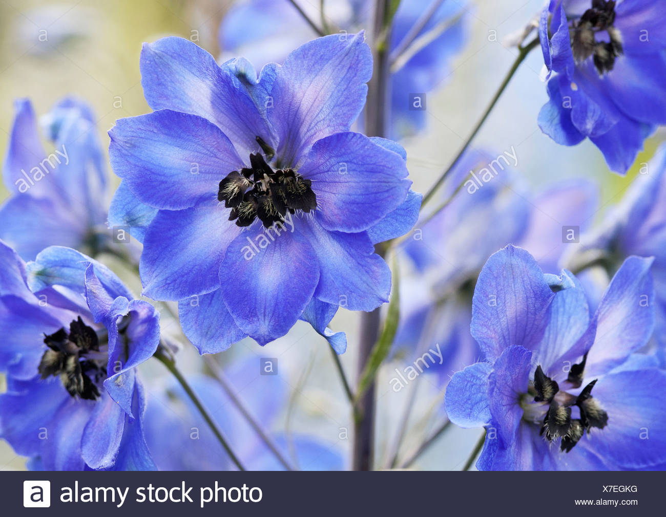 Midnight Blue High Resolution Stock Photography and Images - Alamy