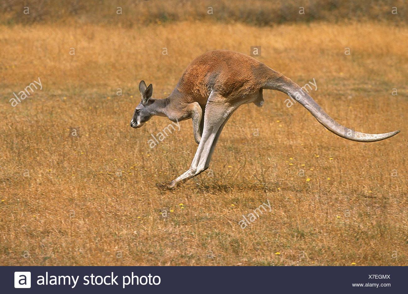 Hopping Animals High Resolution Stock Photography and Images - Alamy
