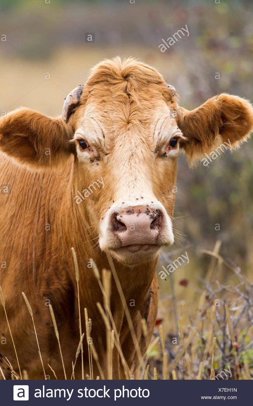 Red Angus Charolais Cross Cow High Resolution Stock Photography and ...