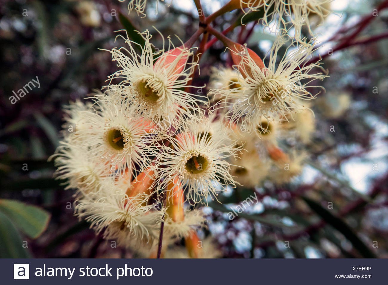 Snow Gum (eucalyptus Pauciflora) High Resolution Stock Photography and ...