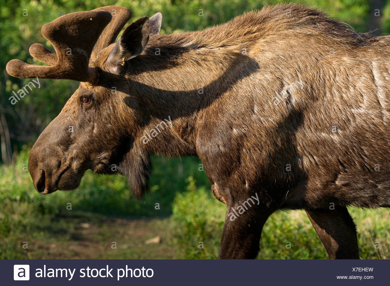 Bull Moose Side Profile High Resolution Stock Photography and Images ...