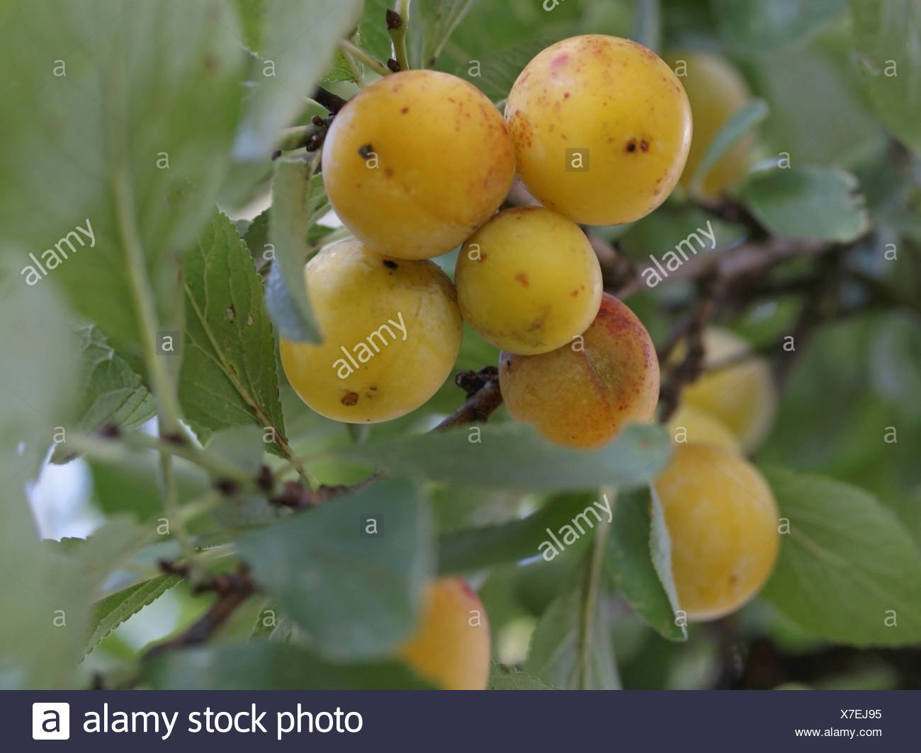Mirabelle Prune Prunus Domestica Stock Photos & Mirabelle Prune Prunus ...