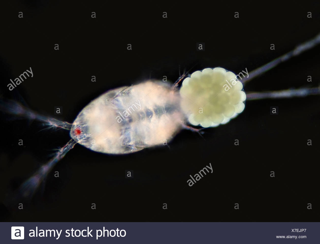 Copepod High Resolution Stock Photography and Images - Alamy