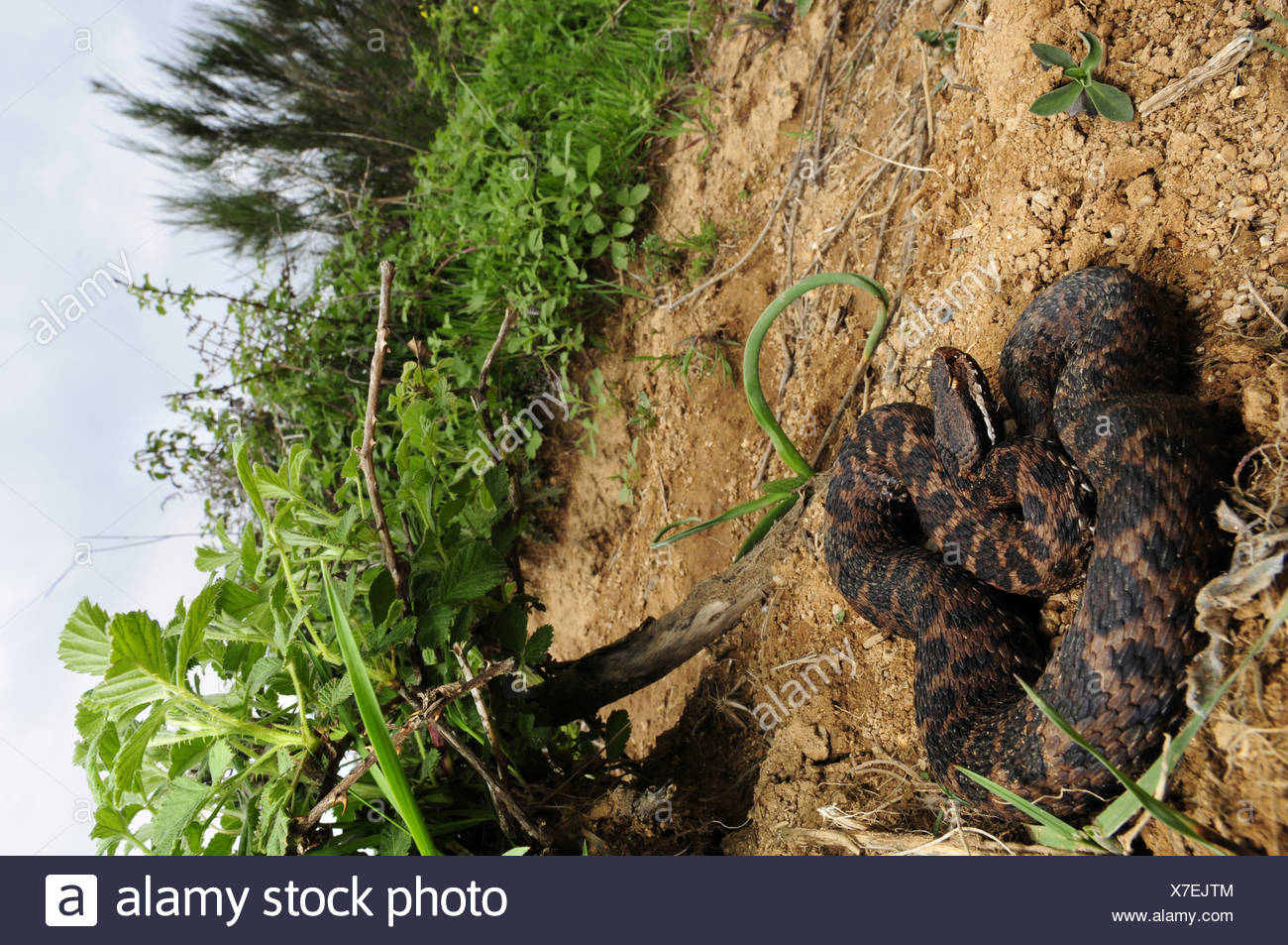 Vipera Aspis Aspis High Resolution Stock Photography and Images - Alamy