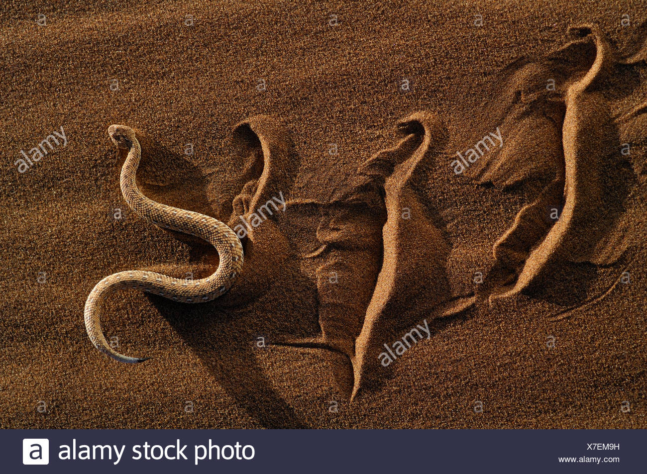 Namib Dwarf Sand Adder High Resolution Stock Photography and Images - Alamy