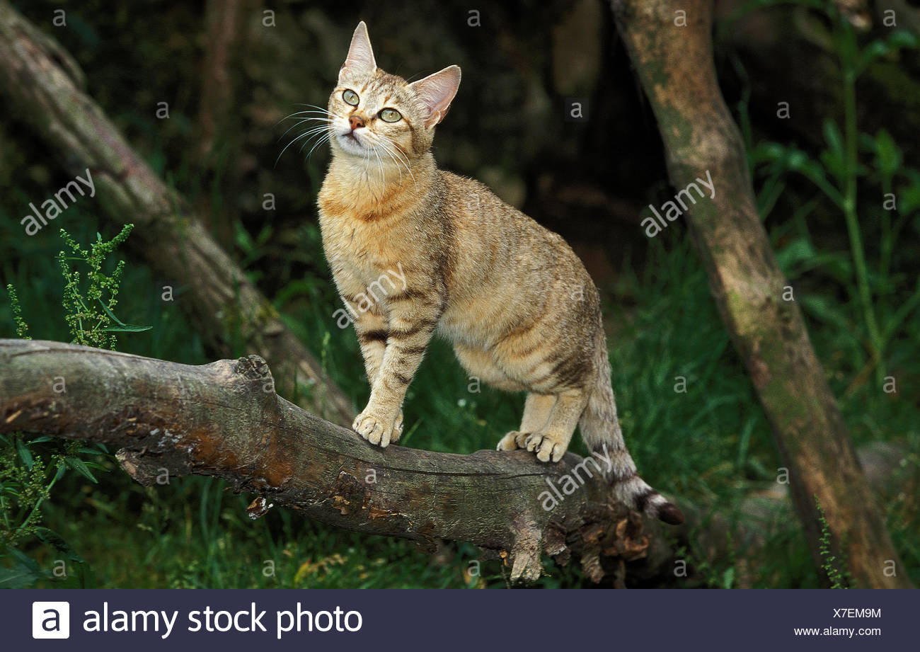 Felis Silvestris Lybica High Resolution Stock Photography and Images ...