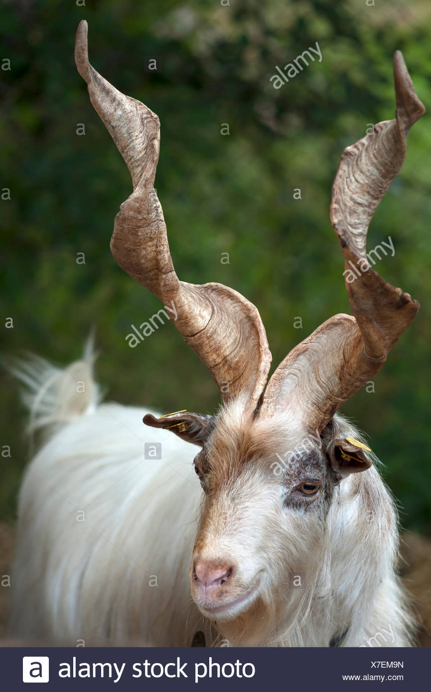 Girgentana Goat Male Billy Goat High Resolution Stock Photography and ...