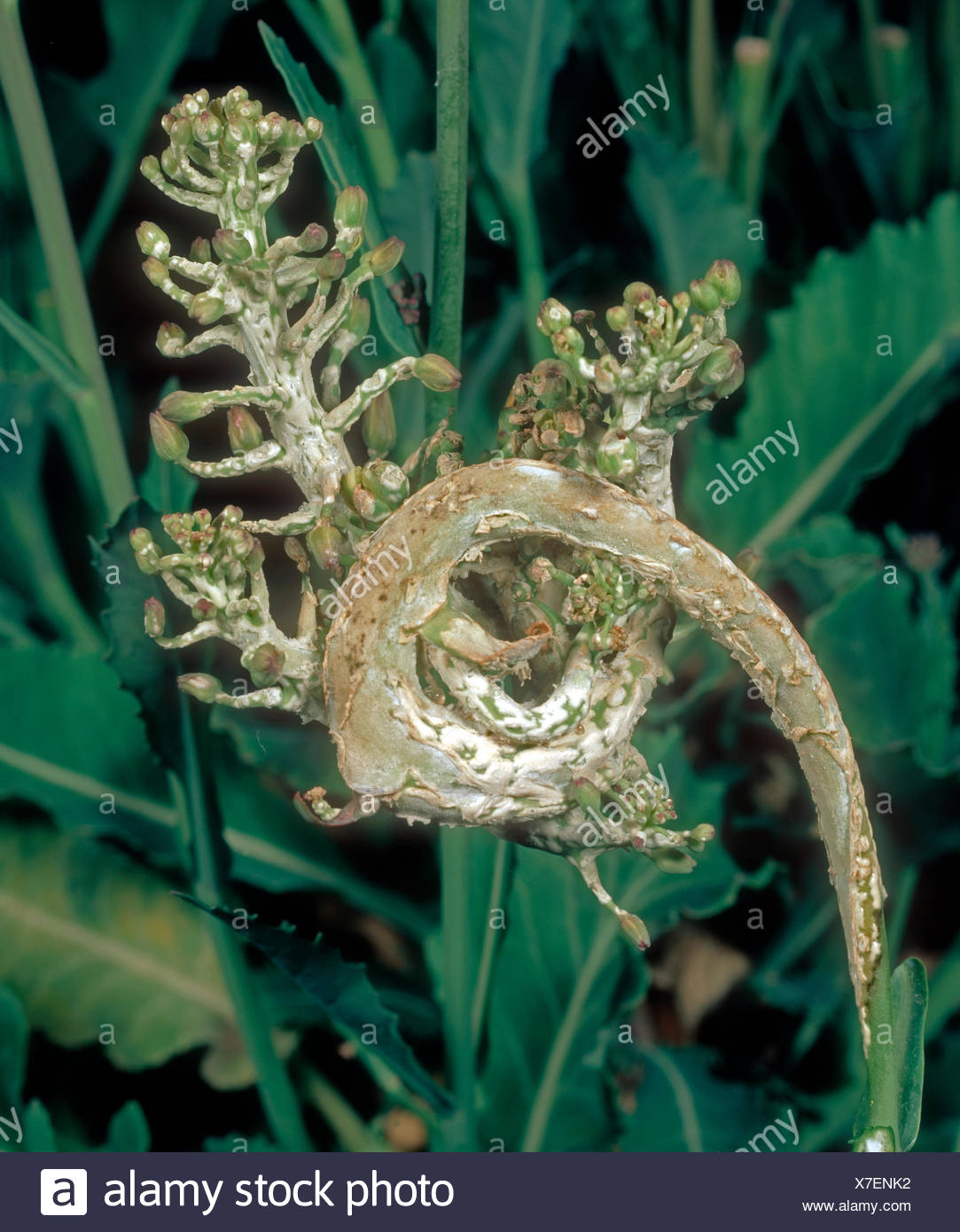 Albugo High Resolution Stock Photography and Images - Alamy