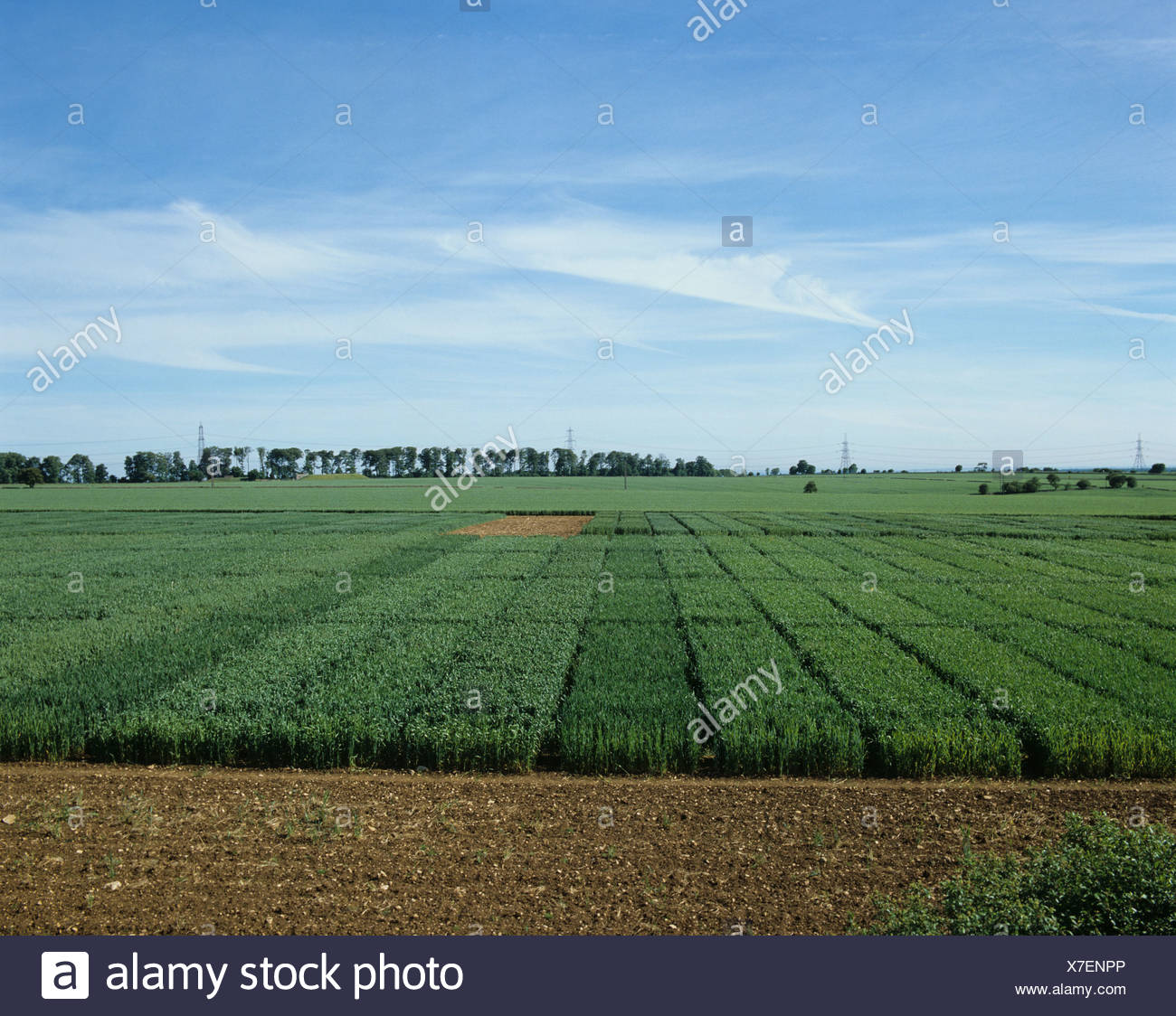 Field Trial Plots High Resolution Stock Photography and Images - Alamy