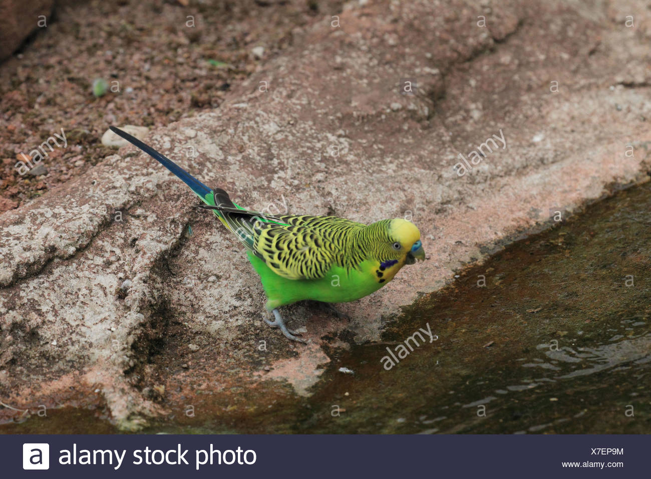 Green Font High Resolution Stock Photography and Images - Alamy