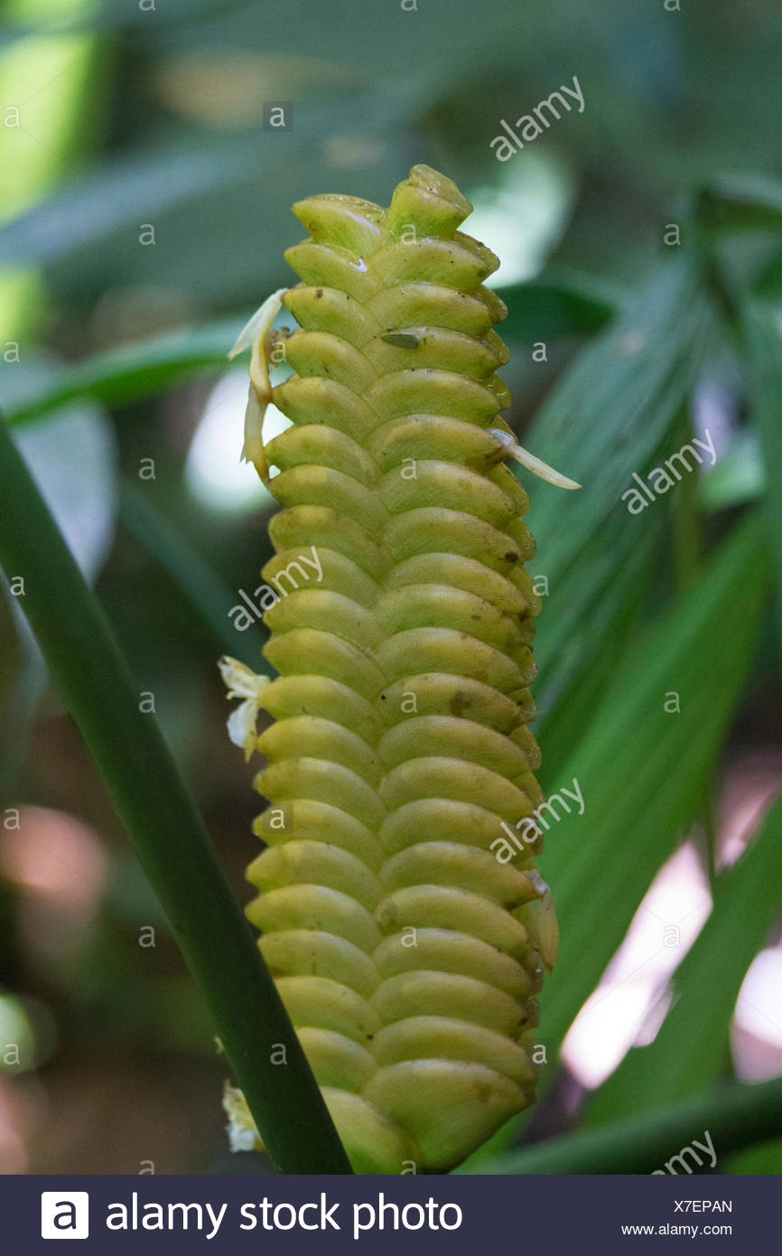 Calathea High Resolution Stock Photography and Images - Alamy