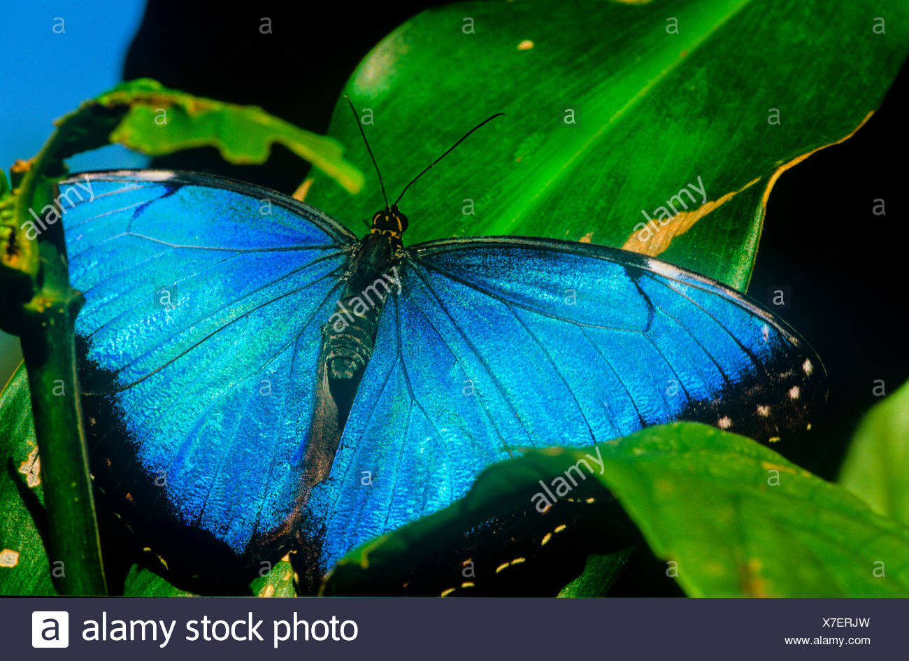 Morphinae High Resolution Stock Photography and Images - Alamy