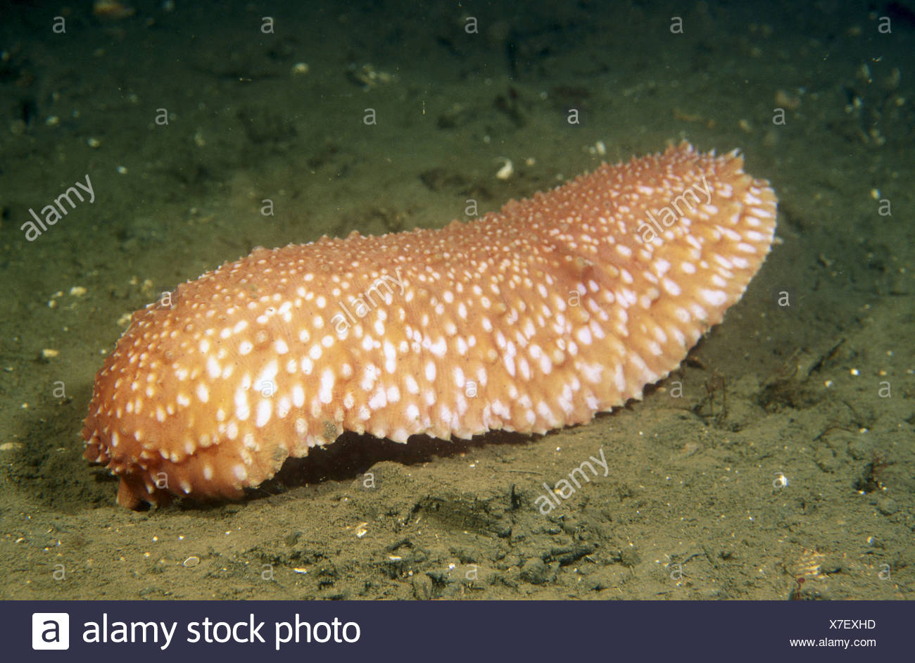 Stichopus Stock Photos & Stichopus Stock Images - Alamy