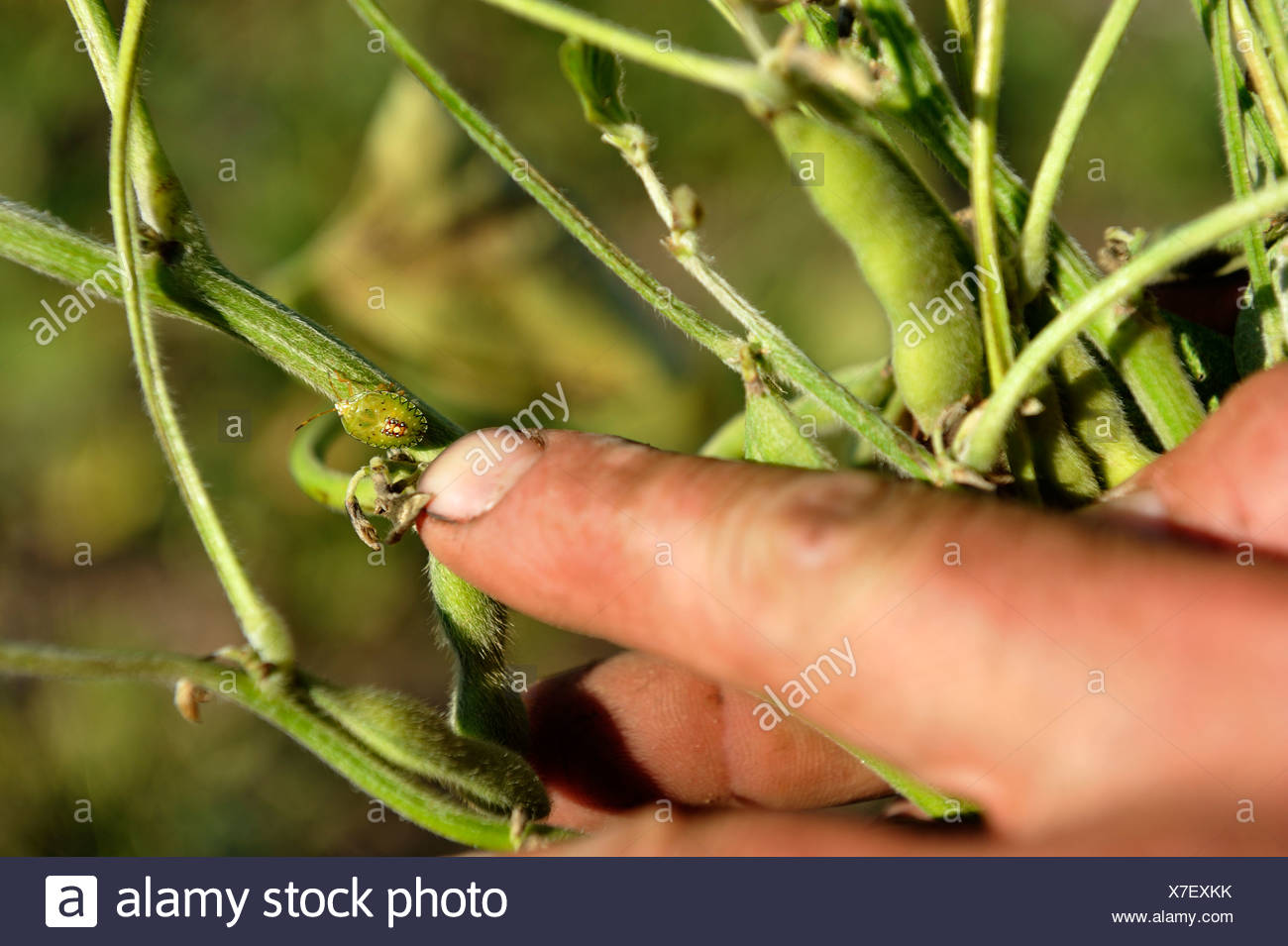 Pest Problem High Resolution Stock Photography and Images - Alamy