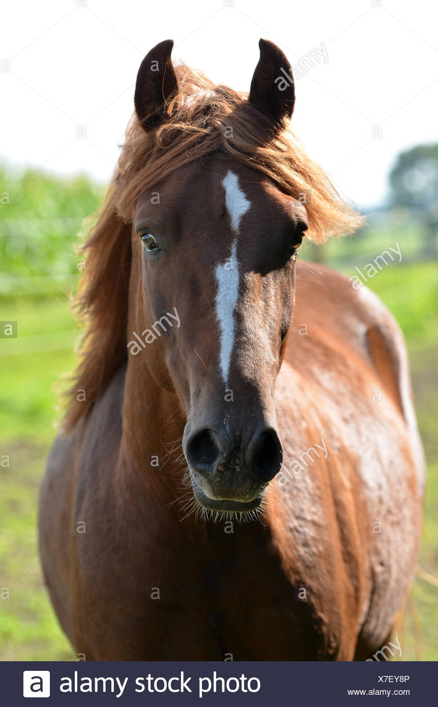 Morgan Horse High Resolution Stock Photography and Images - Alamy