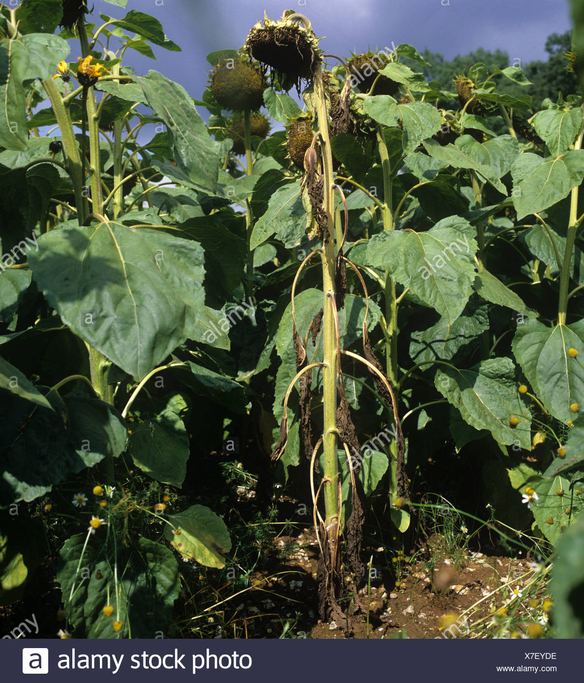 Sclerotinia High Resolution Stock Photography and Images - Alamy