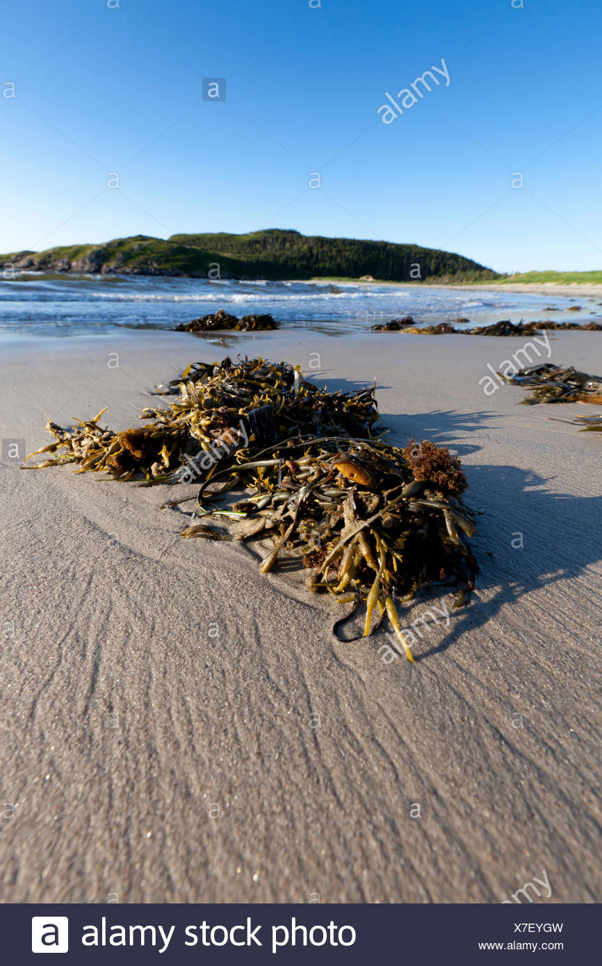 Newfoundland And Labrador High Resolution Stock Photography and Images ...