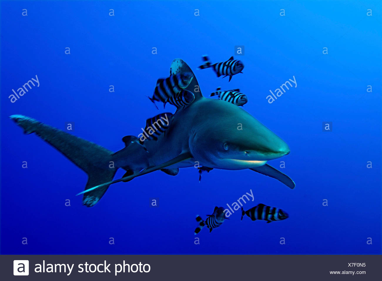 Pilot Fish High Resolution Stock Photography and Images - Alamy