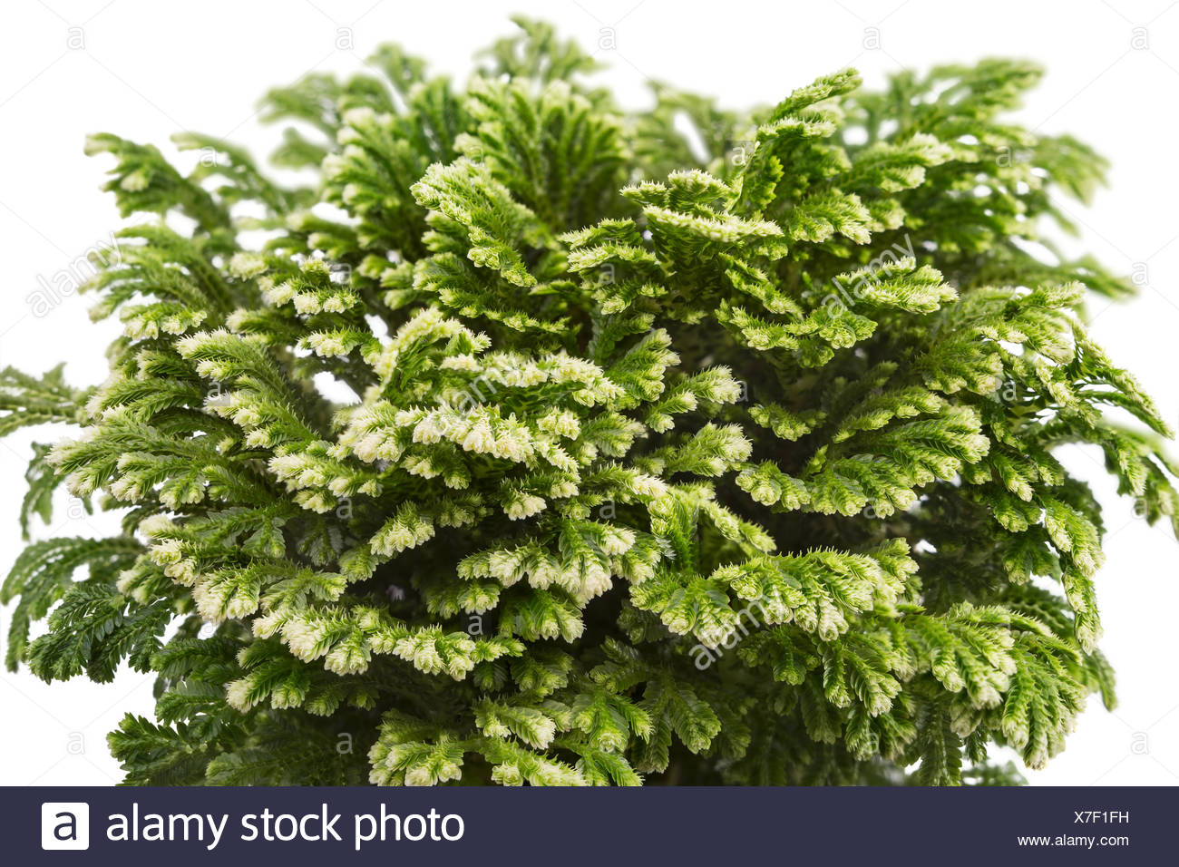 Selaginella High Resolution Stock Photography and Images - Alamy