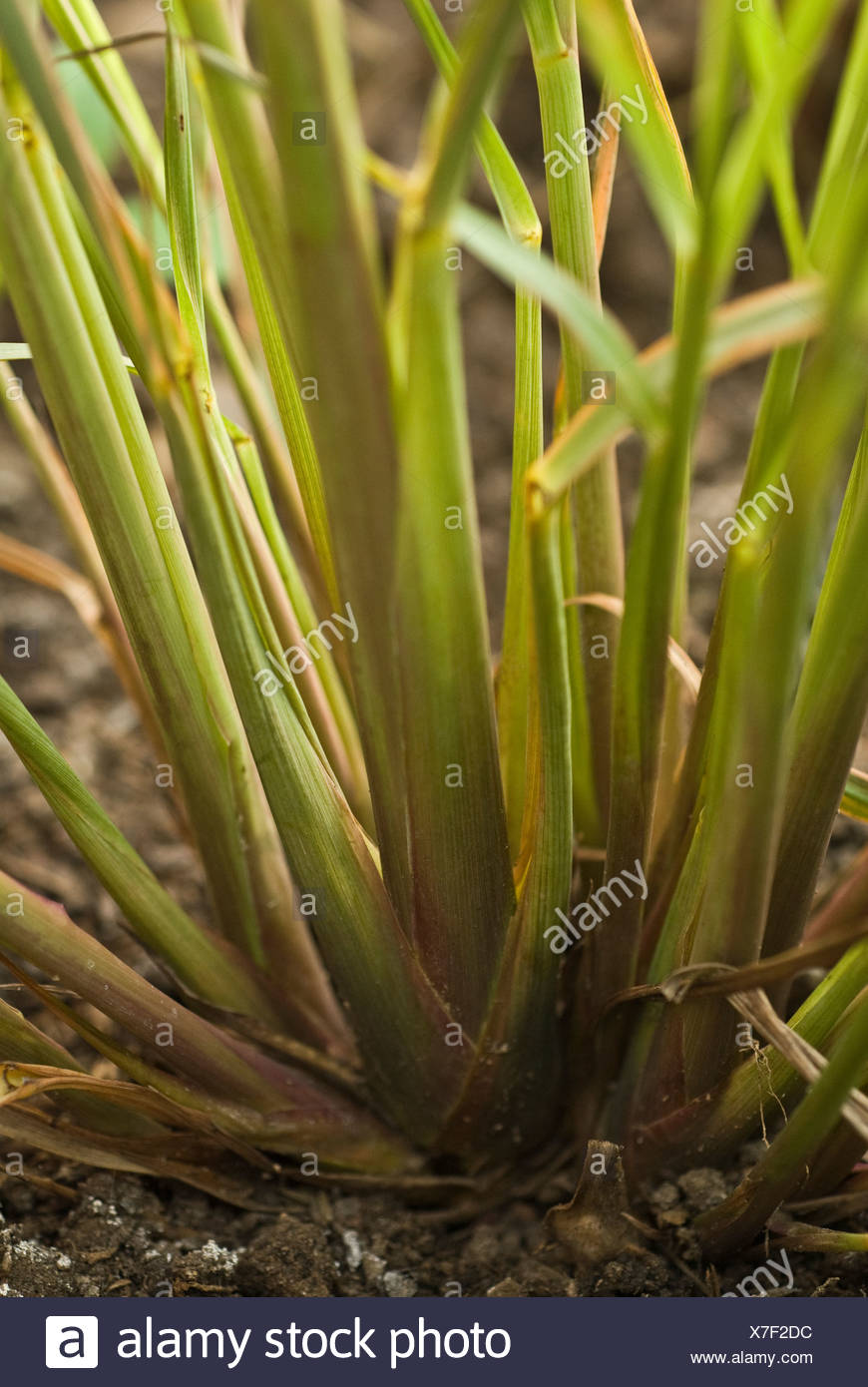 Cymbopogon Citratus Stock Photos & Cymbopogon Citratus Stock Images - Alamy