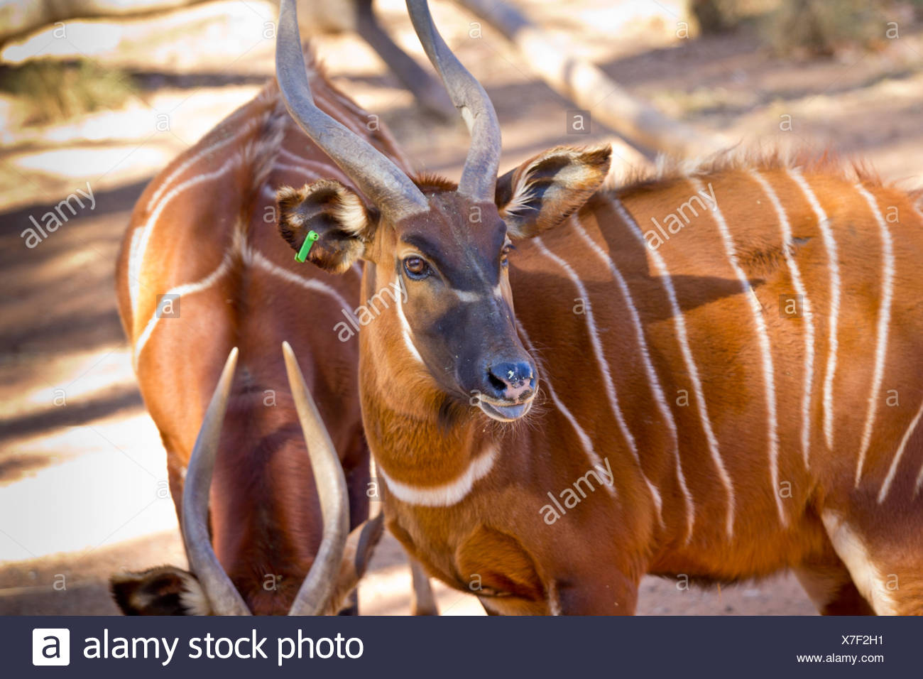 Bongo Antelope In Wild High Resolution Stock Photography and Images - Alamy