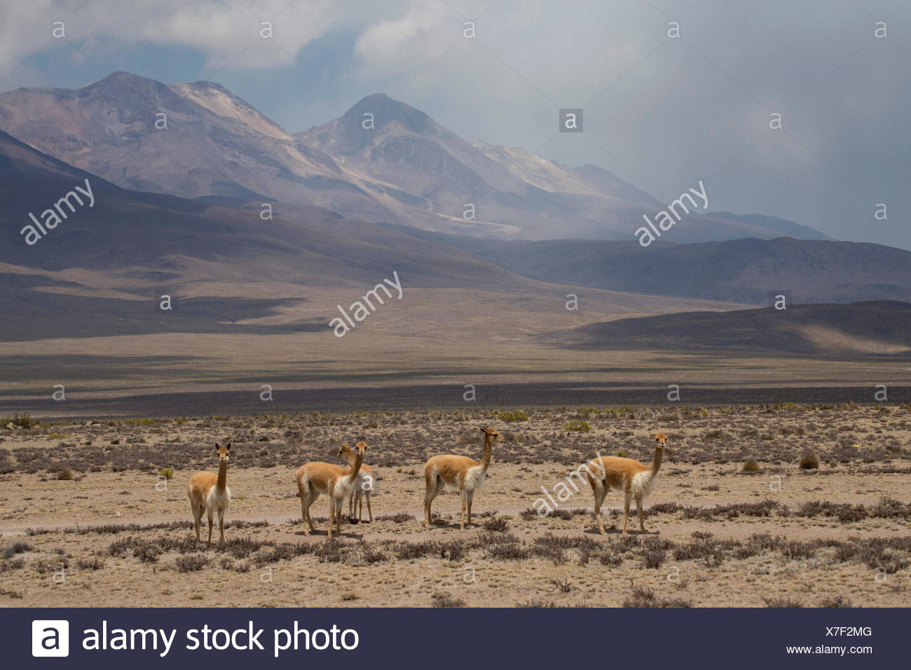 Vicunas In The Zona De Vicunas High Resolution Stock Photography and ...